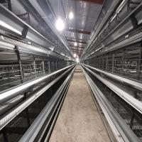 China 0.75kW H Type 4-Tier Automatic Poultry Feeding System with 8.67m/min Speed for Chicken Layer Cages for sale