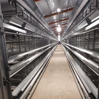 China Automatic Chicken Feeder System 0.75kw 8.67m/min for Laying Hens SGS for sale