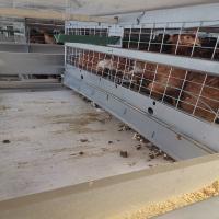 China H Type Poultry Manure Removal System 2.1m Width 30cm Depth for Chicken Coop Cage Cleaning Equipment for sale