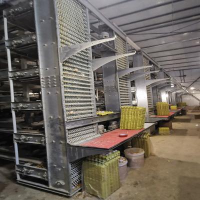 China Automatic Poultry Egg Collection System with 4m/min Speed, 60,000 Eggs/Hour Capacity for Layer Farming for sale