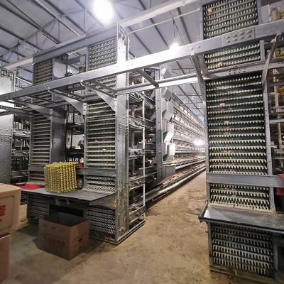 China SONCAP 3kW Farm Poultry Egg Collection System with 100mm Wide Conveyor Belt and 4m/min Speed for sale