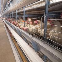 China SONCAP 3kW Farm Poultry Egg Collection System with 100mm Wide Conveyor Belt and 4m/min Speed for sale