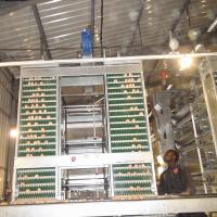 China 1mm 1.5kw H Type Automatic Egg Collection System No Egg Breakage for sale
