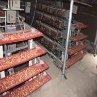 China 1mm 1.5kw H Type Automatic Egg Collection System No Egg Breakage for sale