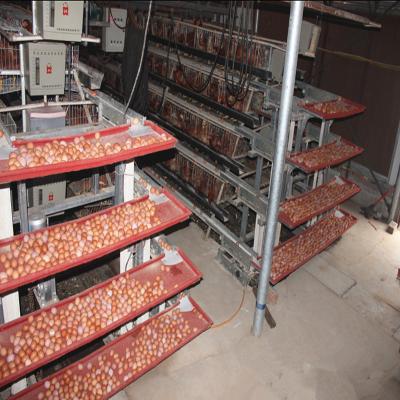China 4 Layer Battery Cage Poultry Egg Collection System with 2mm PP Belt and ISO9001 Certification for H-Type Laying Hens for sale
