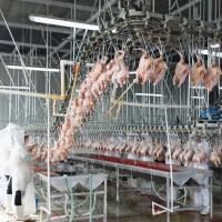 China SS304 2000birds/H Poultry Slaughtering Equipment with SONCAP Certification - Complete Automated Processing Line for sale