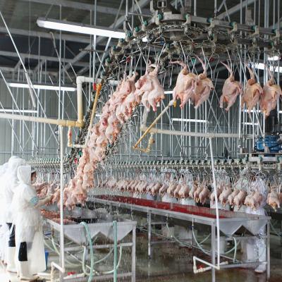 China SS304 2000birds/H Poultry Slaughtering Equipment with SONCAP Certification - Complete Automated Processing Line for sale