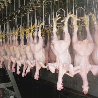 China SS304 2000birds/H Poultry Slaughtering Equipment with SONCAP Certification - Complete Automated Processing Line for sale