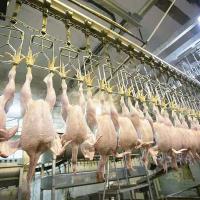 China 300-12000 Birds/Hour CE Certified Chicken Slaughtering Line for Poultry Farming Equipment for sale