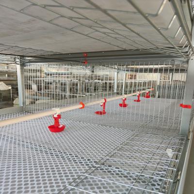 China 360-Degree Poultry Drinking System with 2-3 Nipple Drinkers, SONCAP Certified for Battery Chicken Cages for sale