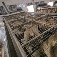 China ISO9001 360-Degree Automatic Chicken Nipple Drinker System for 3-8 Layer Cages with 450cm² Bird Space for sale