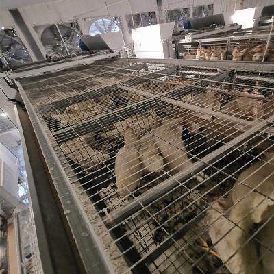China ISO9001 360-Degree Automatic Chicken Nipple Drinker System for 3-8 Layer Cages with 450cm² Bird Space for sale