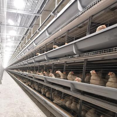 China H Type 9 Tier Broiler Chicken Cage 90-192 Birds HDG Battery Layer Cage System for sale
