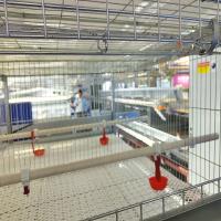 China U-Shaped Galvanized Broiler Poultry Farming Equipment 60-192 Birds Capacity with 25+ Year Lifespan for sale