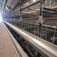 China Zinc-Alu Automatic Poultry Feeding Machine 1.2mm Broiler Feeding System SGS for sale