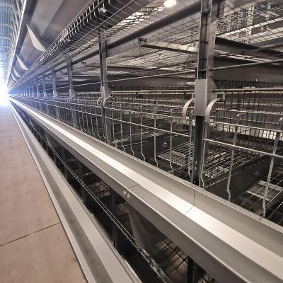 China Zinc-Alu Automatic Poultry Feeding Machine 1.2mm Broiler Feeding System SGS for sale