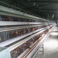 China Q235A 3 Tier A Type Layer Chicken Cage 195x38x38 cm Poultry Farming Equipment for sale