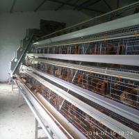 China Q235A 3 Tier A Type Layer Chicken Cage 195x38x38 cm Poultry Farming Equipment for sale