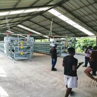 China Automatic Laying Hens 54 Birds Poultry Battery Chicken Cage for Egg Farm for sale