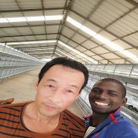 China Automatic Laying Hens 54 Birds Poultry Battery Chicken Cage for Egg Farm for sale