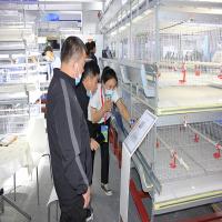 China Automated Broiler Battery Cage System 3-4 Tier 60-200 Bird Capacity Hot-Dip Galvanized Construction for sale