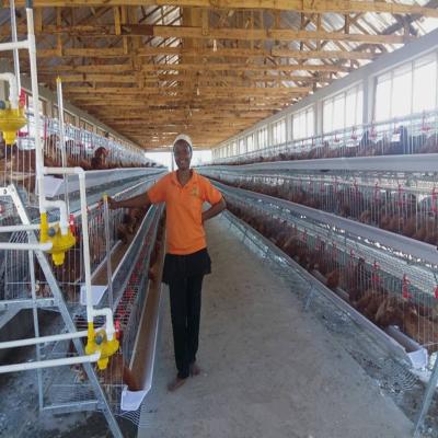 China A Type Layer Egg Laying Chicken Cage 160 Birds With Automatic Feeding System for sale