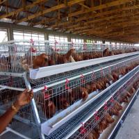 China A Type 3-4 Tier Layer Chicken Cage System 90-160 Birds Poultry Battery Cage Farming Equipment for sale