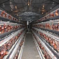 China Poultry Farm Layer Cage H Type Full Automatic Chicken 6Tiers for sale