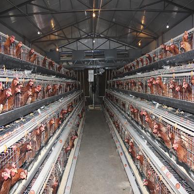 China A Type 4 Tier 128-160 Birds Per Set Hot Dipped Galvanized Poultry Layer Cage for Laying Eggs for sale