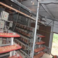 China A Type 4 Tier 128-160 Birds Per Set Hot Dipped Galvanized Poultry Layer Cage for Laying Eggs for sale