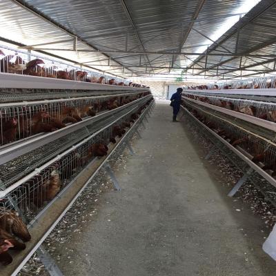 China Hot Galvanized 195x41x41cm 120 Birds Layer Chicken Cage Poultry Farming Equipment for sale