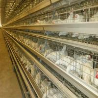 China Battery Cage System For Laying Hens With Hot-dip Galvanization for sale