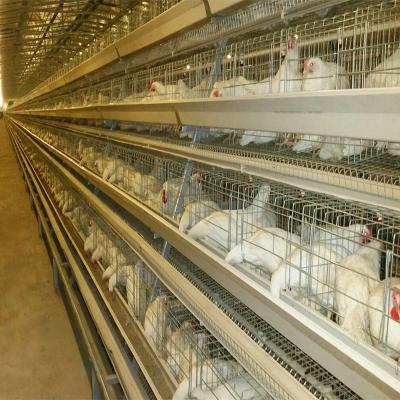 China Battery Cage System For Laying Hens With Hot-dip Galvanization for sale
