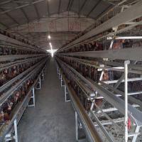 China A Type Layer Egg Laying Chicken Cage 160 Birds With Automatic Feeding System for sale