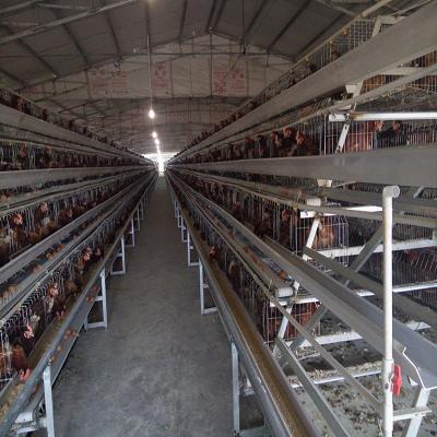 China Layer Poultry Battery Cage With Belt Or Scraper Manure Removal System for sale