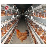 China H Type Automatic Chicken Layer Cage Uganda Poultry Farm 30000 Birds for sale