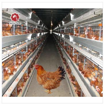 China H Type Automatic Chicken Layer Cage Uganda Poultry Farm 30000 Birds for sale