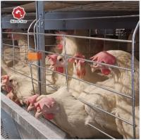China Automatic Layer Cage System With Ventilation 4 Levels Capacity For 120 Chickens for sale