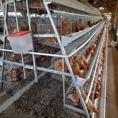 China A-Type Q235 Steel Baby Chick Cage with Hot-Dip Galvanized Wire Mesh 3 Tiers 126 Birds for sale