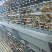 China Automatic H Type Cages Specifically For Baby Poultry Broiler Chickens for sale
