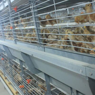 China H Type Broiler Chicken Cage 102 Birds 136 Birds Automatic Feeding Drinking System for sale