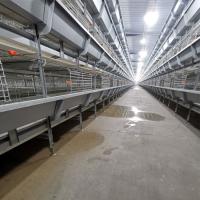 China Automatic H Type Cages Specifically For Baby Poultry Broiler Chickens for sale