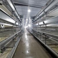 China 3-9 Floor Farm Battery Chicken Cage With Automatic System High Density for sale