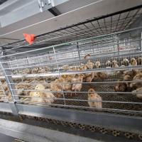 China Broiler Chicken Cage 3 Tier 180 Birds Capacity Poultry Farming Equipment for sale