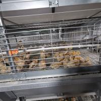 China H type Complete Automatic Broiler Chicken Cage 4 Tiers for sale