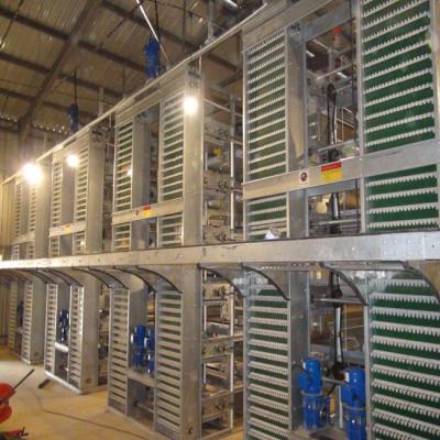 China Fully Automatic H-Type Broiler Battery Cage System with Hot-Dip Galvanized Frame for High-Density Commercial Meat Chicken Farms for sale