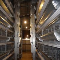China Four-tier Ventilated Automatic Layer Cage System For 120 Chickens. for sale