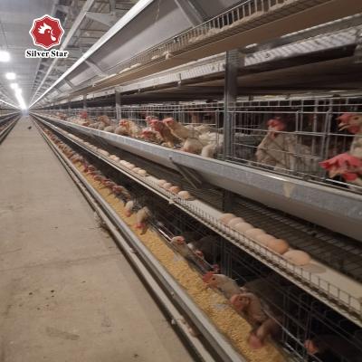 China Cold Galvanized Steel Automatic Poultry Cage with 4.4KW Manure Cleaning System - 65×62.5×50cm Cell Size for sale