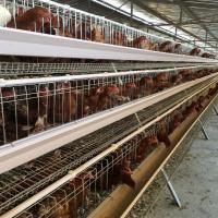China Q235 Bridge Steel A-Frame Layer Chicken Cage - 1950×350×380mm Size, 3-4 Tiers, 120-160 Bird Capacity for sale