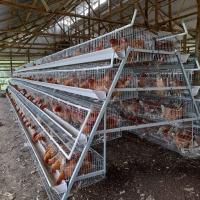 China A Type 3 Tier 120 Birds Layer Chicken Cage Galvanized Steel Poultry Equipment for sale